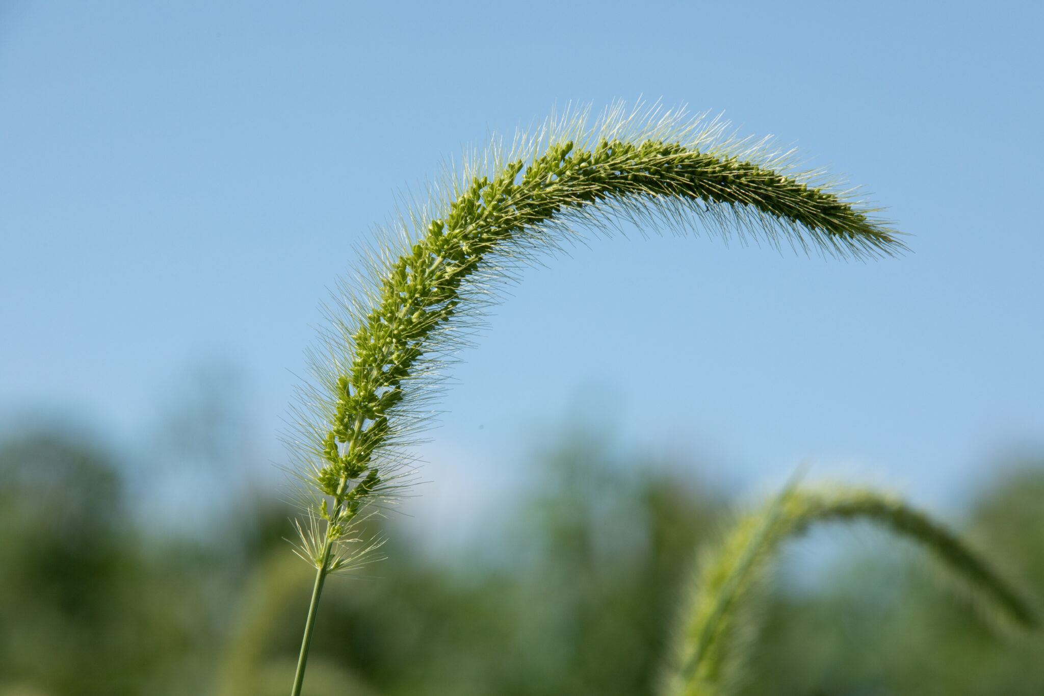 How to Identify Common Wheat Weeds | Syngenta Thrive