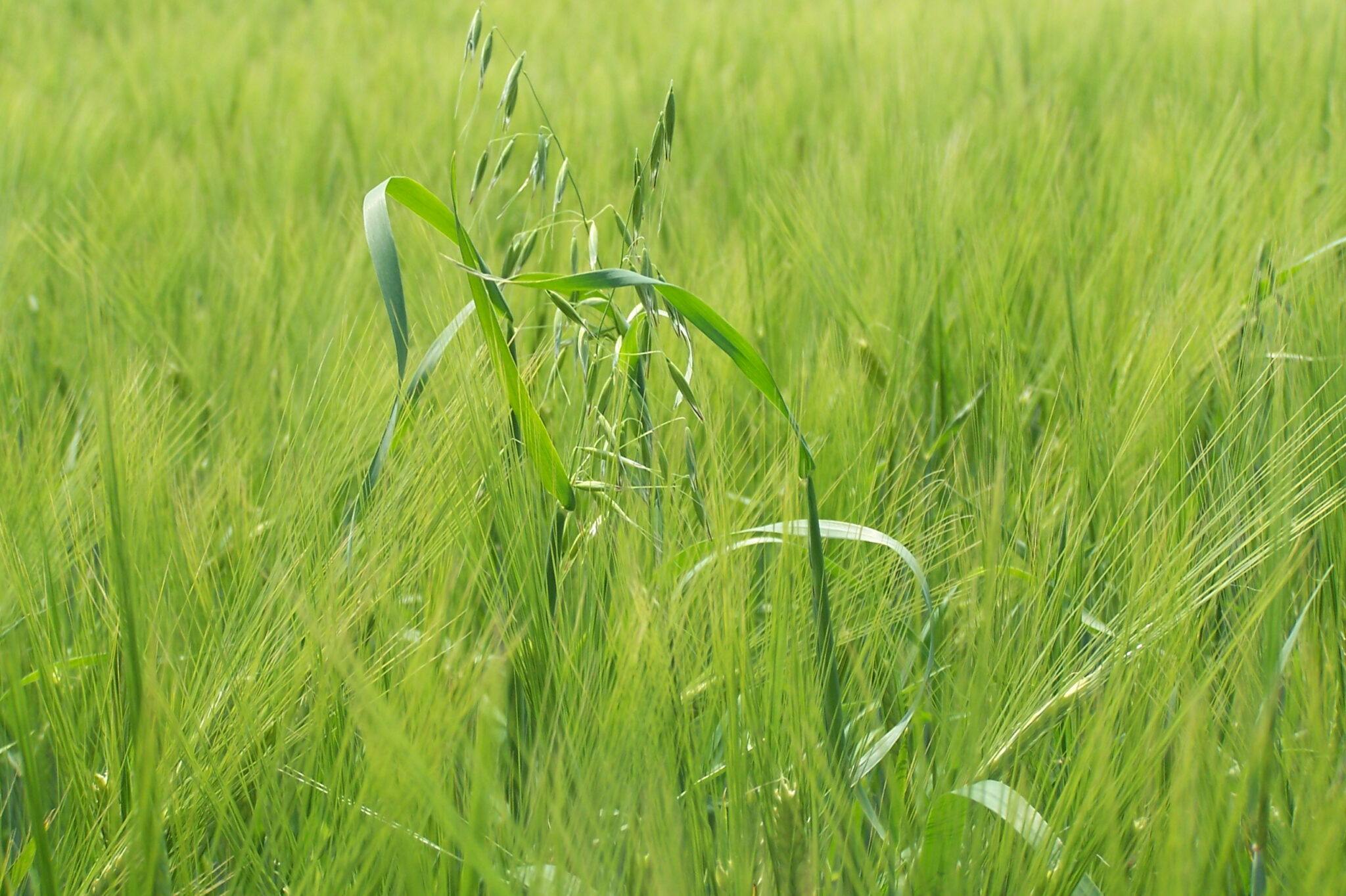 How to Identify Common Wheat Weeds | Syngenta Thrive