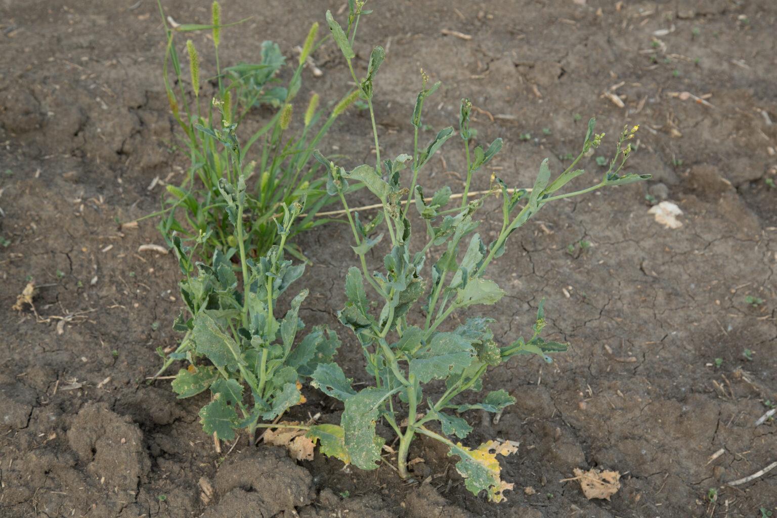 How to Identify Common Wheat Weeds | Syngenta Thrive