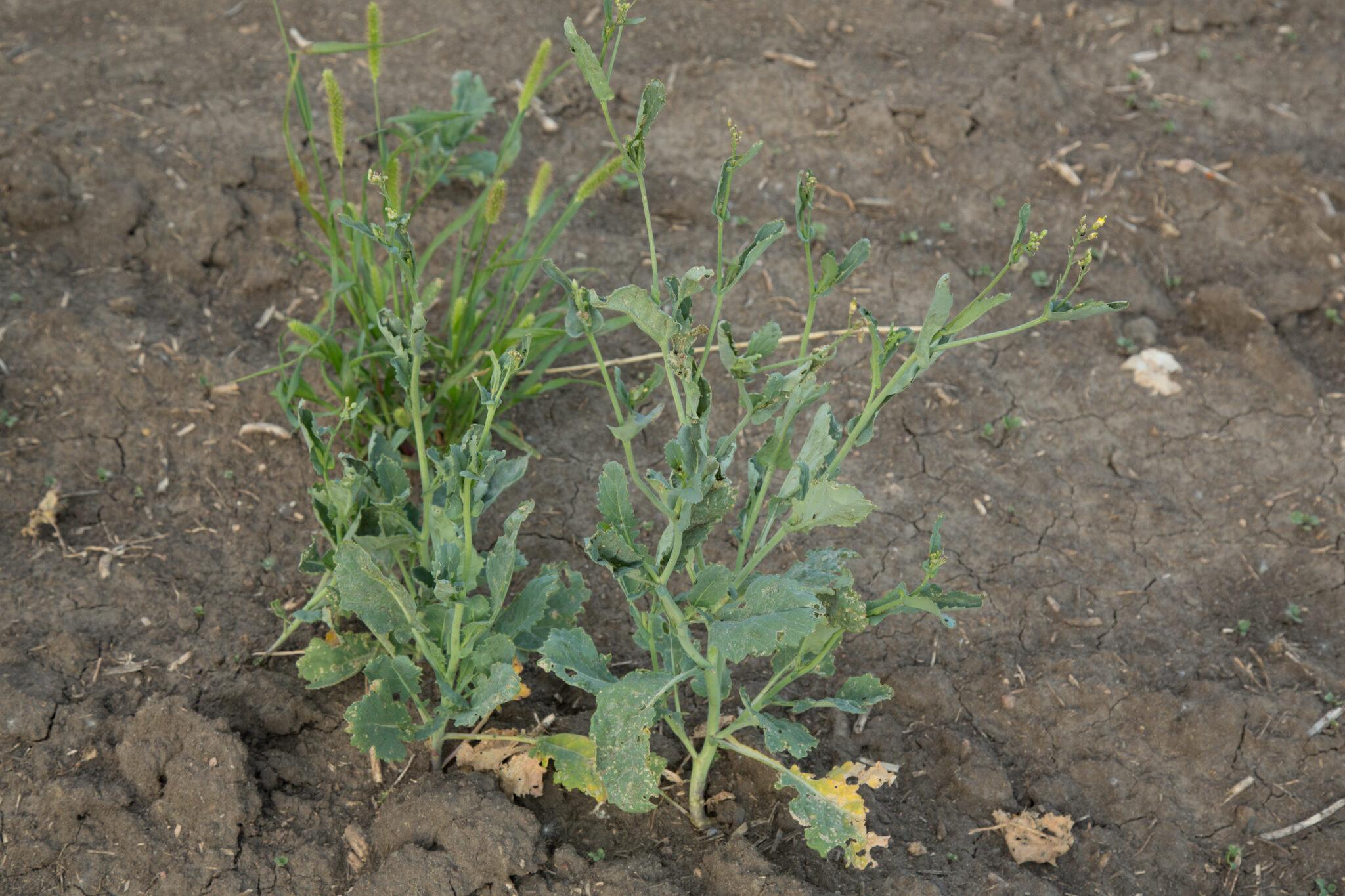 How to Identify Common Wheat Weeds | Syngenta Thrive
