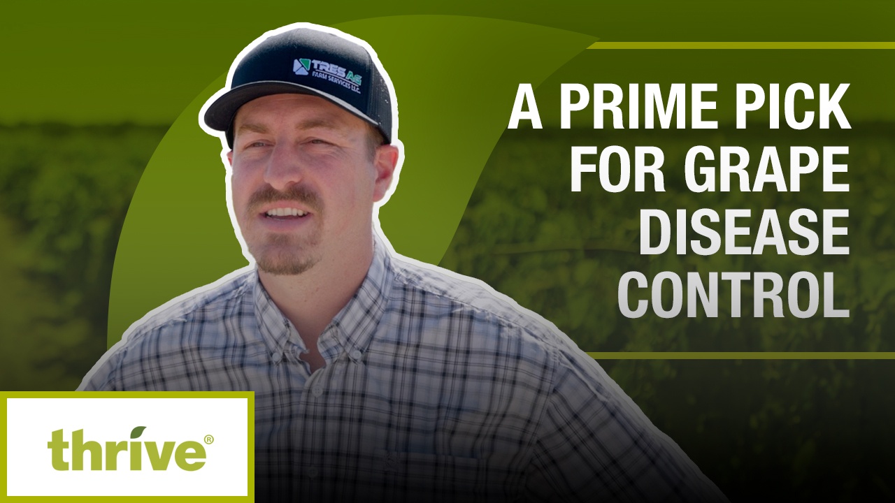 A Prime Fungicide to Control Grape Diseases | Syngenta Thrive