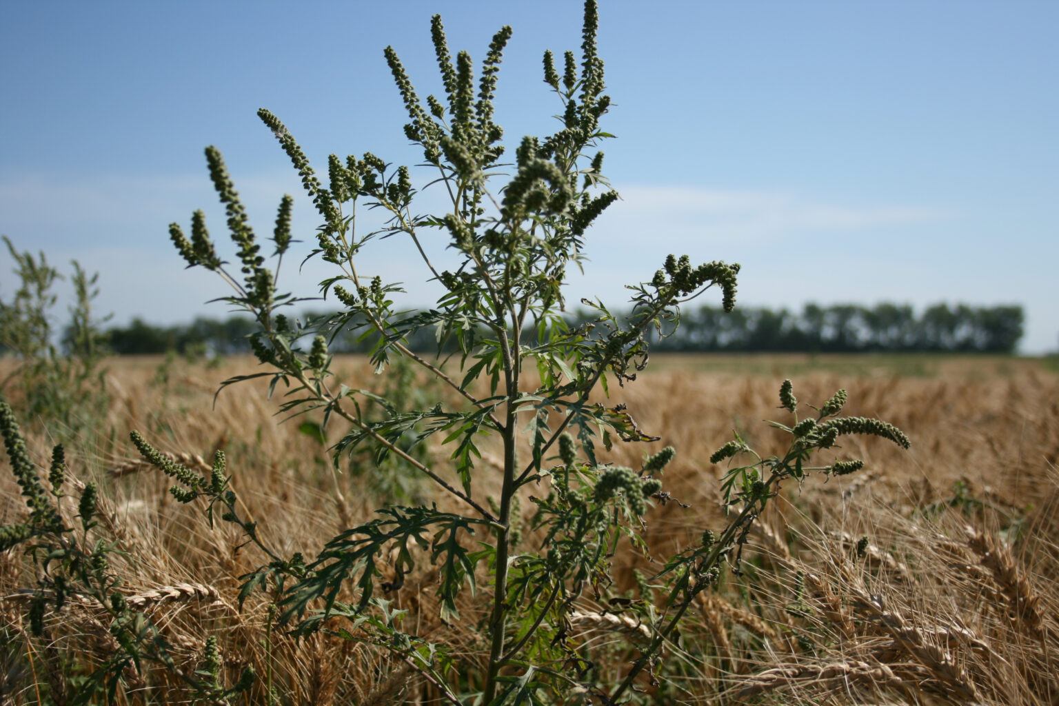 How to Identify Common Wheat Weeds | Syngenta Thrive