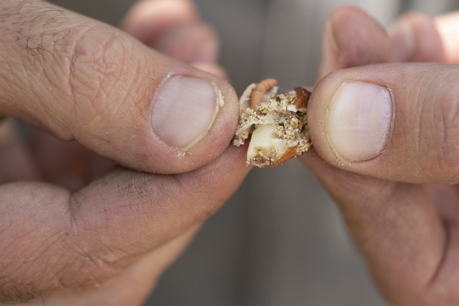 Target Tree Nut Pests All Season With an Effective Insecticide Program ...