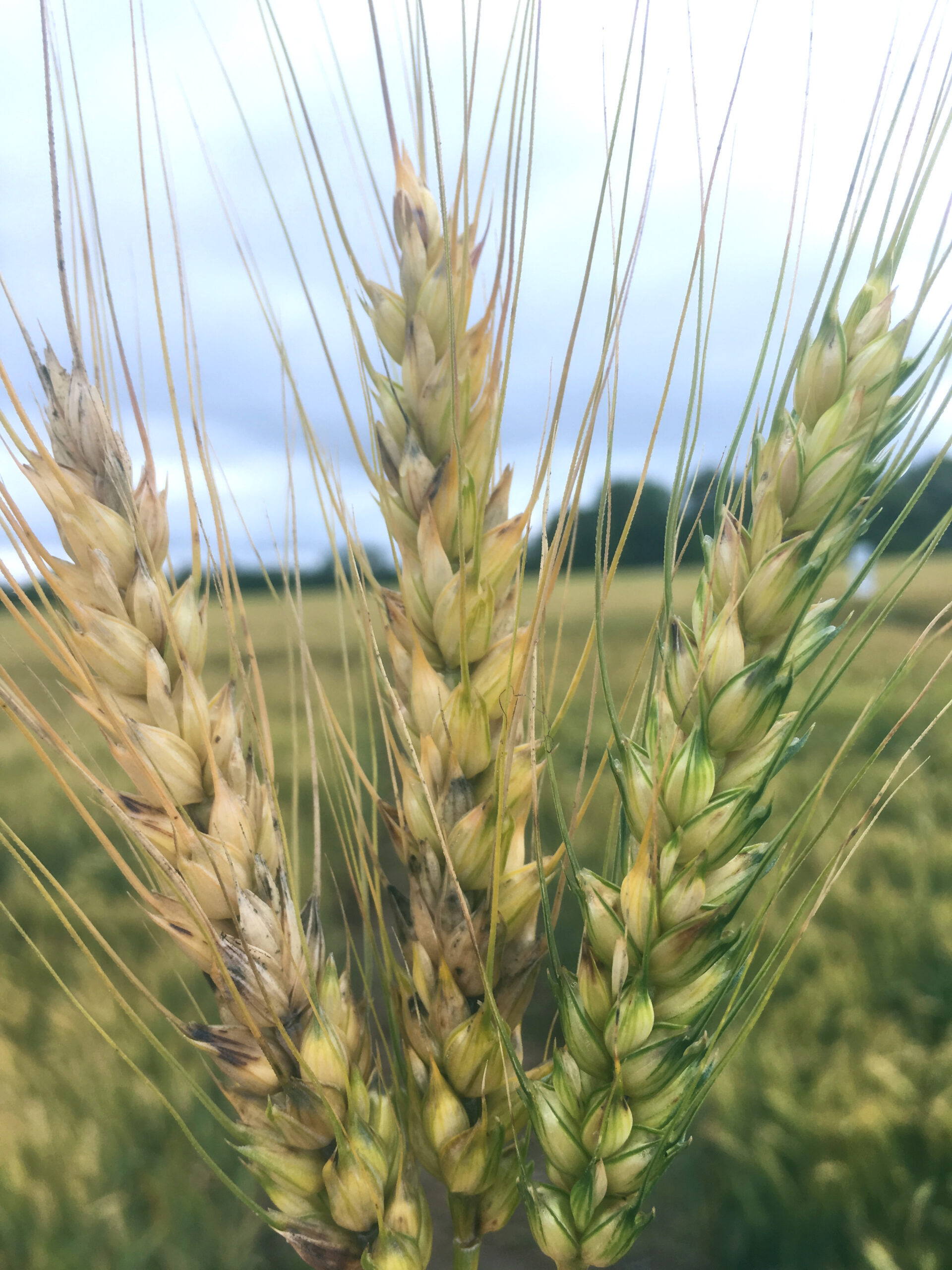 Get More Yield from Your Fusarium Fungicide | Syngenta Thrive