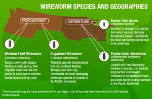 Protect Cereals from Wireworm Pressure With Equento Seed Treatment ...