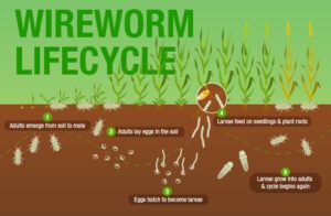 Protect Cereals from Wireworm Pressure | Syngenta Thrive