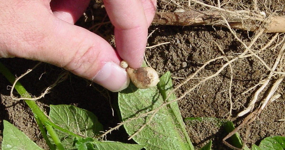 Watch Out for These Tough Potato Diseases | Syngenta Thrive