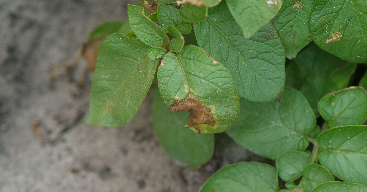 Watch Out for These Tough Potato Diseases | Syngenta Thrive