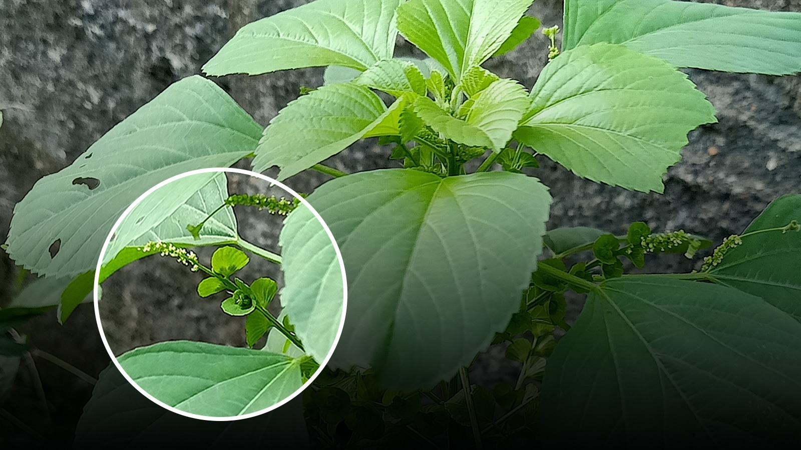 Asian Copperleaf: An Emerging Weed Threat in Iowa | Syngenta Thrive