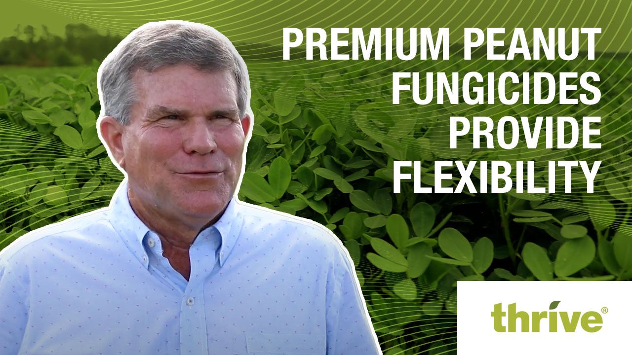 Premium Peanut Fungicides Provide Flexibility | Syngenta Thrive