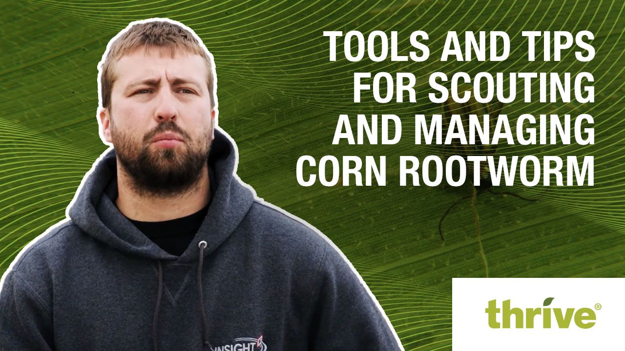 Tools and Tips for Scouting for and Managing Corn Rootworm | Syngenta Thrive