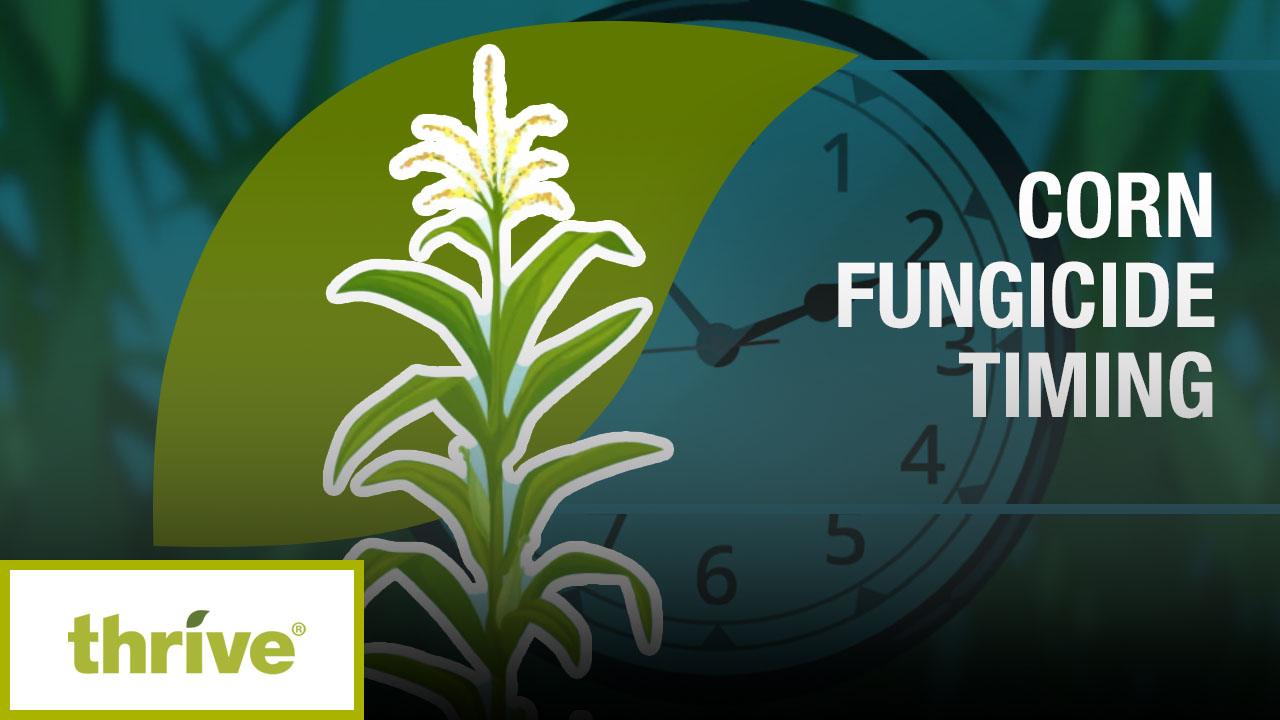 Corn Fungicide Timing | Syngenta Thrive