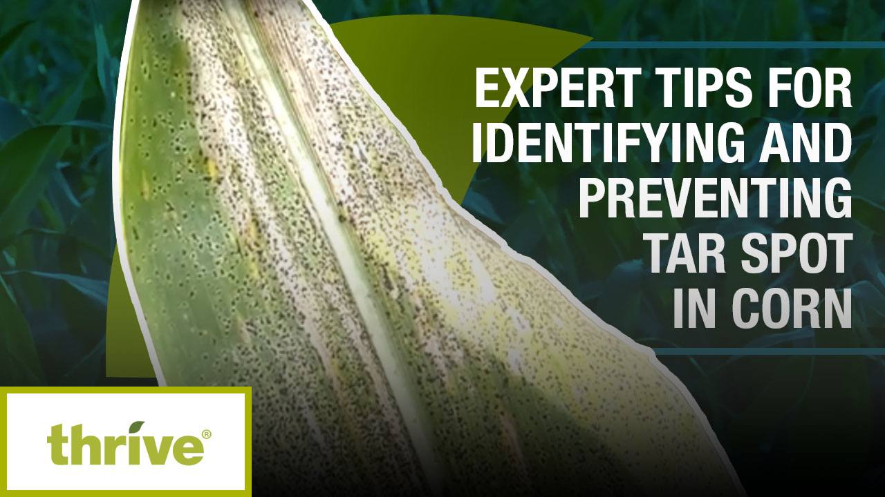 Expert Tips for Identifying and Preventing Tar Spot in Corn | Syngenta ...