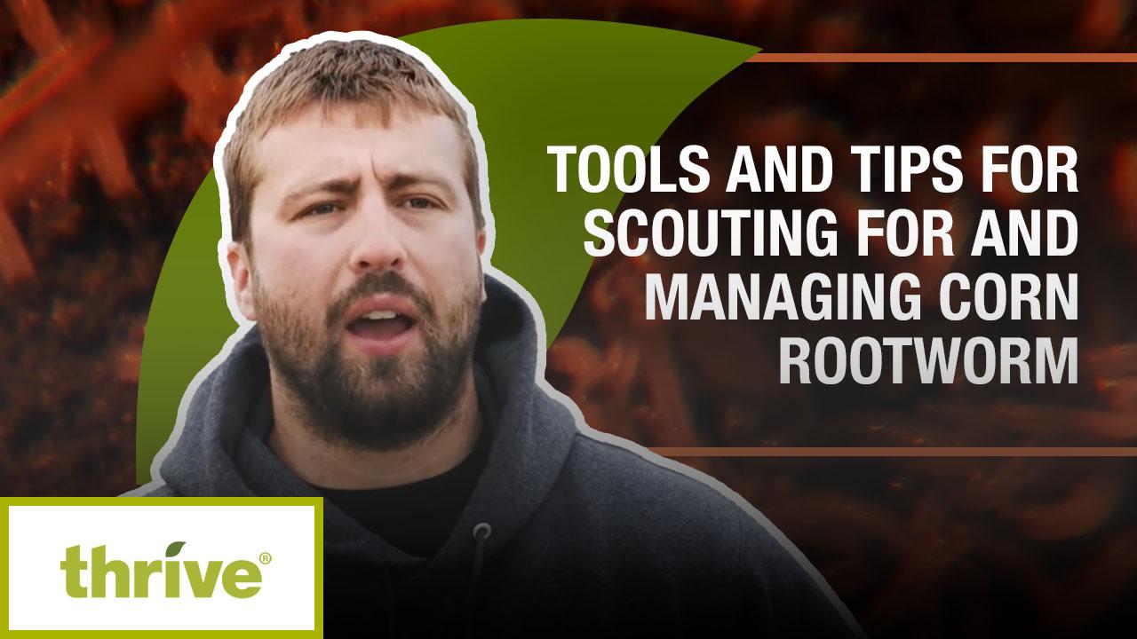 Tools and Tips for Scouting for and Managing Corn Rootworm | Syngenta ...