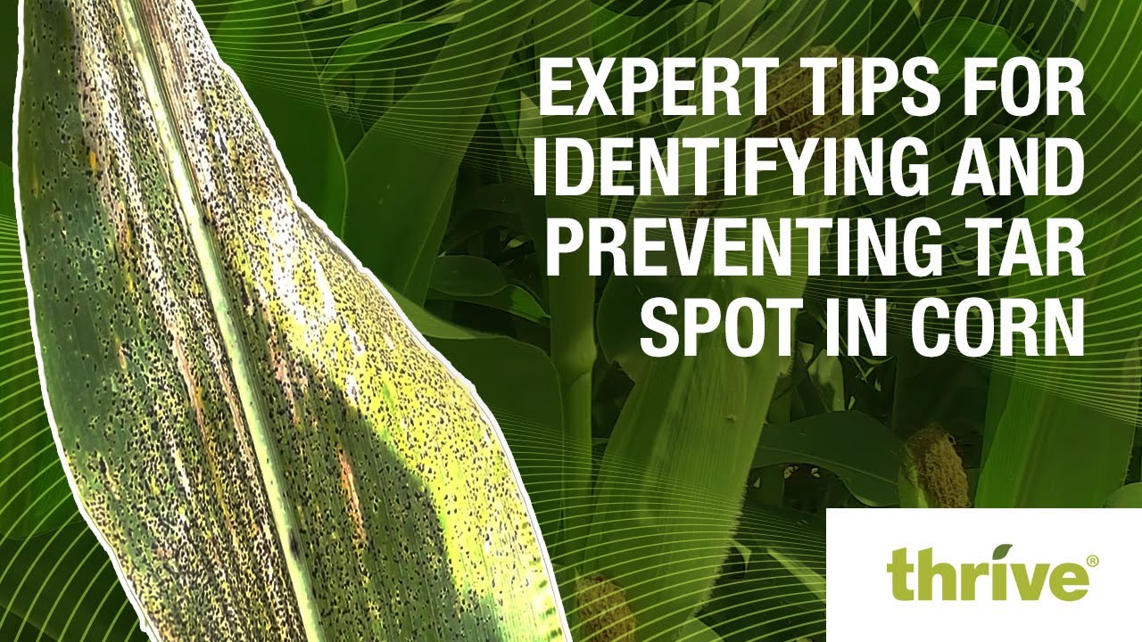 Expert Tips for Identifying and Preventing Tar Spot in Corn | Syngenta ...